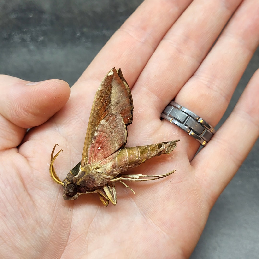 RARE Jade Vine Hawk Moth Unspread Insect Blue Bug Taxidermy Craft-ready ...