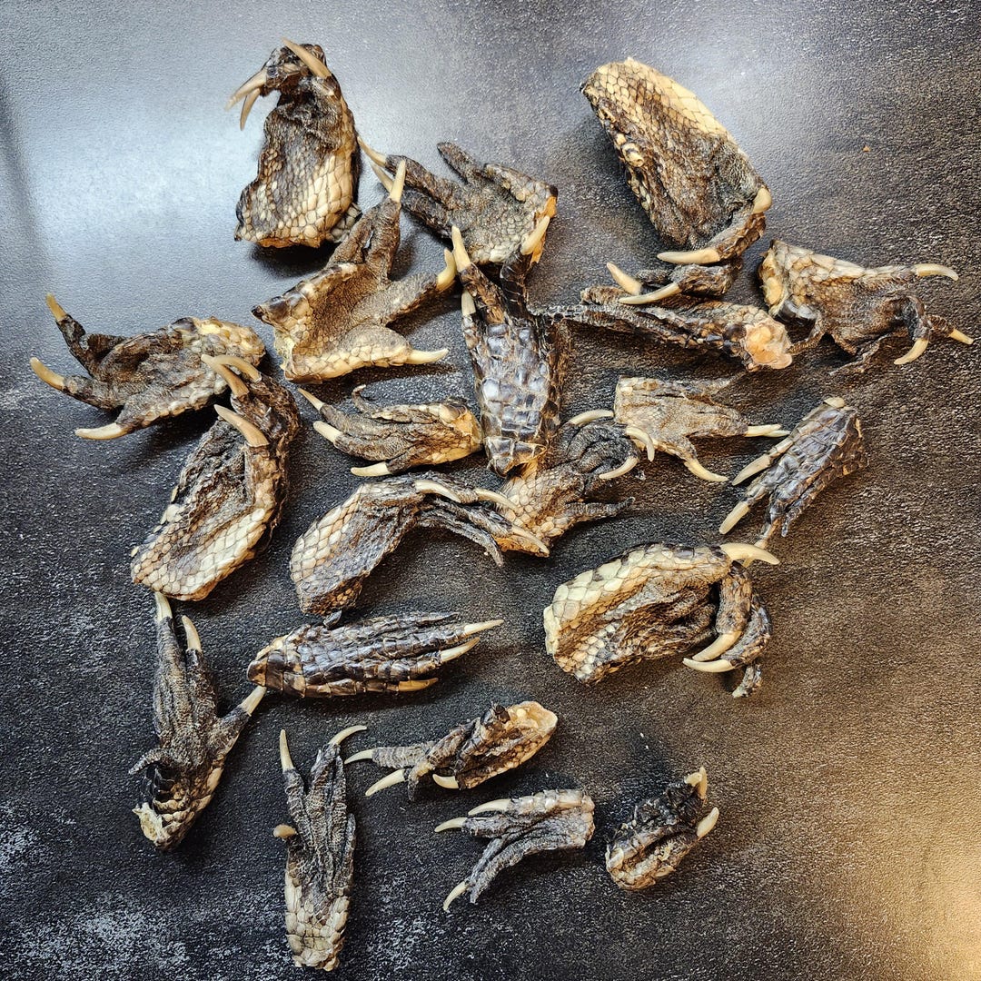 Real Preserved American Alligator Foot Specimen 1" to 3" Gator Feet ...