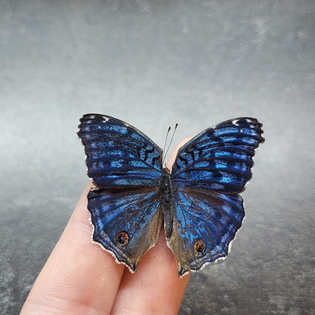 BEAUTIFUL Blue Buckeye Small Butterfly UNSPREAD Real Shiny Blue Insect ...
