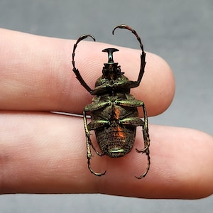 Bronze Metallic Scarab Horned Beetle Real Dried Insect Specimen Bug ...