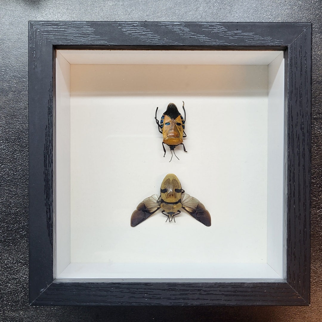 Man Face Beetle + Skull Face Shield Beetle SPREAD Framed Shadowbox ...