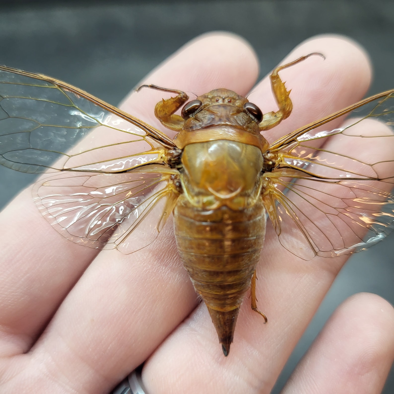 Large Indonesian Purana Cicada Spread Beautiful Orange Real Insect Bug ...