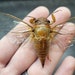 Large Indonesian Purana Cicada Spread Beautiful Orange Real Insect Bug ...