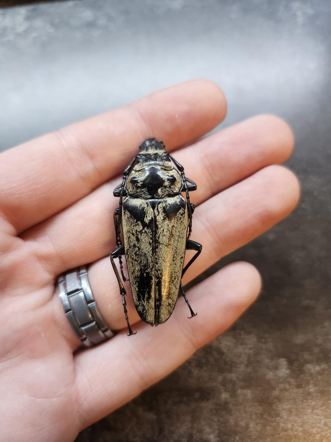 RARE: Formosana Longhorn Pincer Beetle Trictenotoma Papered Real Insect ...