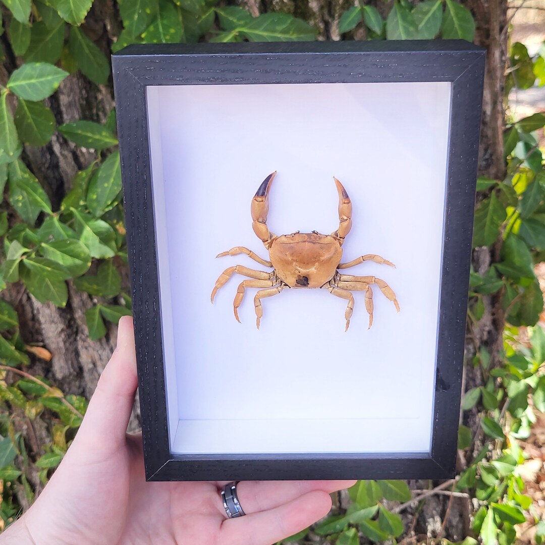 Indonesian Preserved Crab Framed Shadowbox Display Decor Crustacean ...