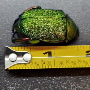Large Shining Leaf Metallic Green Rainbow Chafer Beetle Chrysophora ...