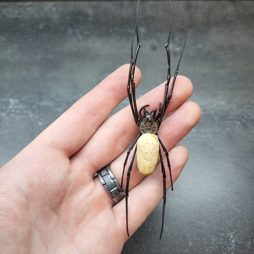 Golden Orb Weaver Spider Big Real Arachnid Insect Bug Taxidermy Craft ...