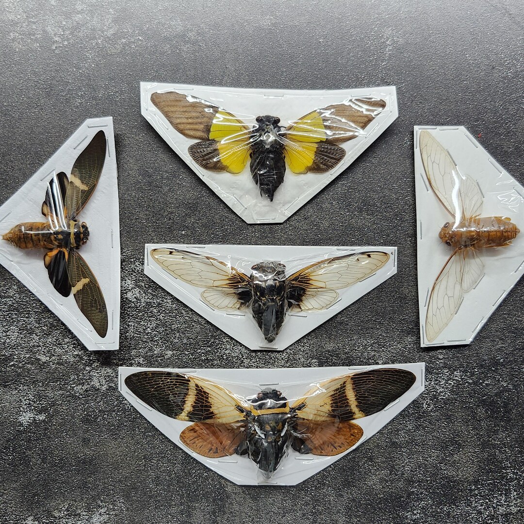 Real Tropical Asian Cicada Dried Insect Specimen Collection Lot Bundle Spread Mounted Papered ...