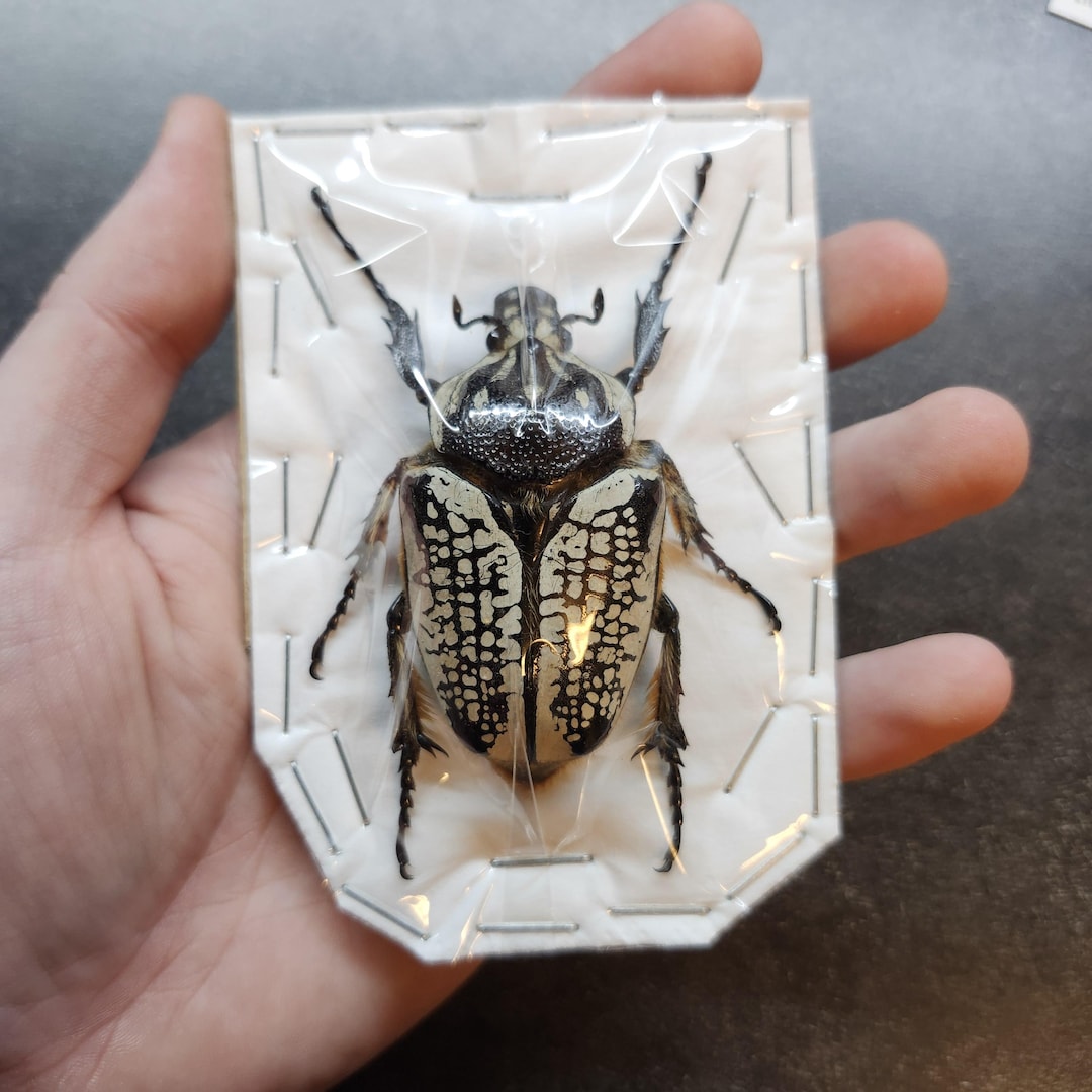 Real Goliath Beetle Dried Insect Specimen SPREAD 63mm Goliathus ...