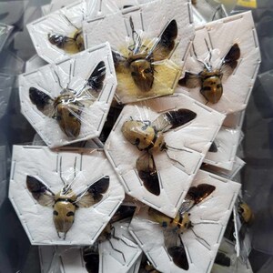 Skull Face Shield Beetle SPREAD Mask Real Insect Bug Taxidermy Craft ...