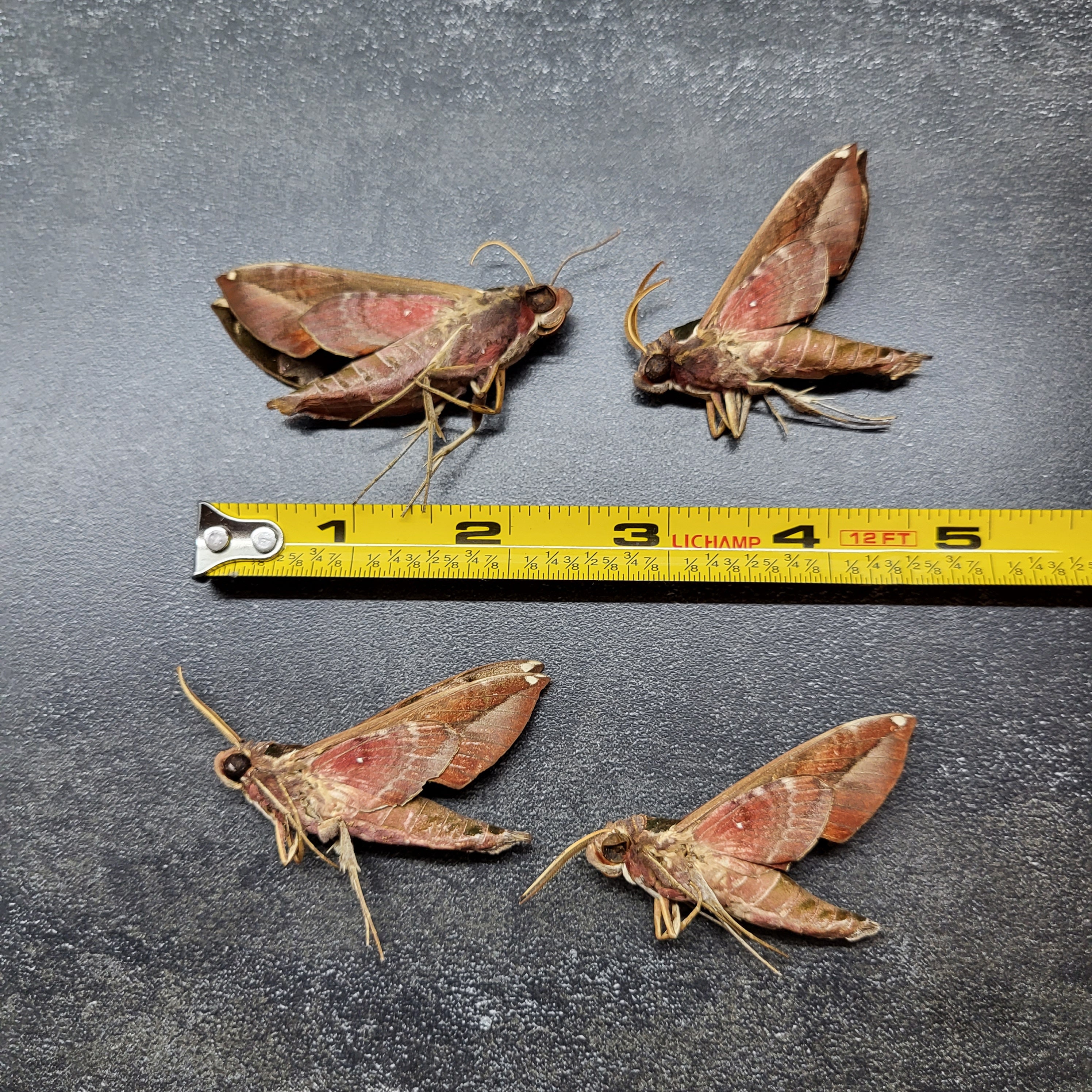 RARE Jade Vine Hawk Moth Unspread Insect Blue Bug Taxidermy - Etsy