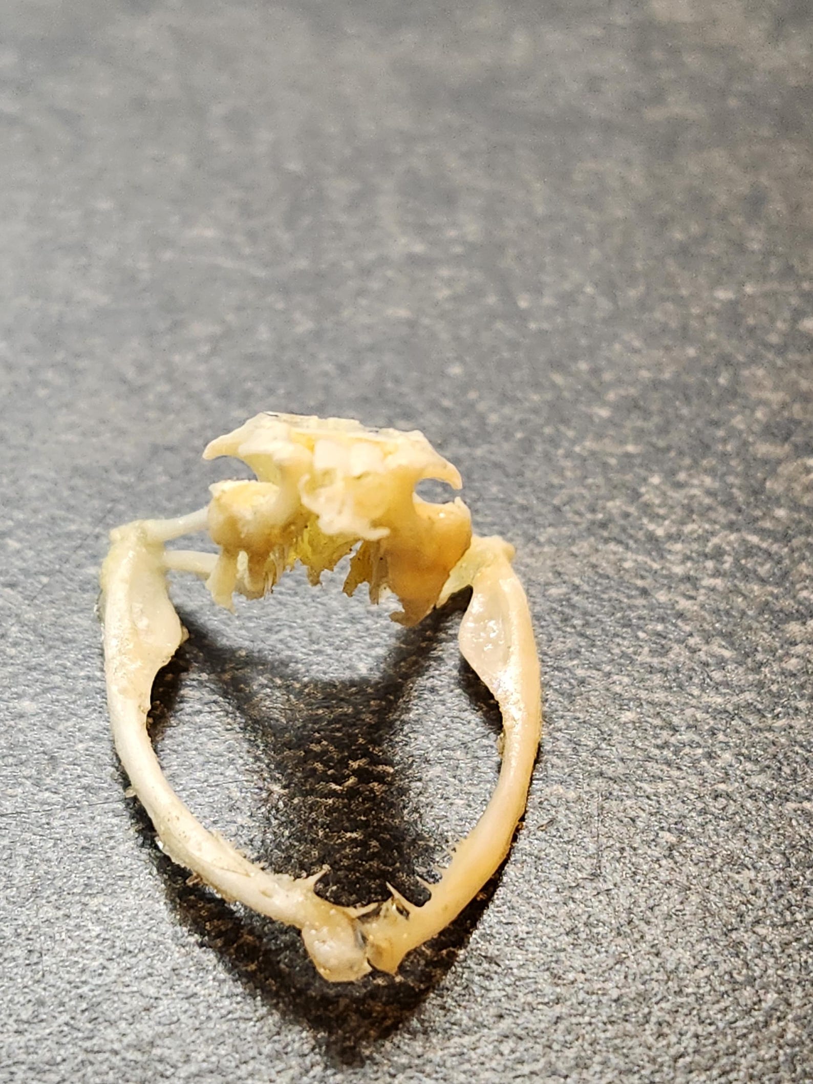 Real White Lipped Tree Pit Viper Snake Skull Trimeresurus Albolabris ...