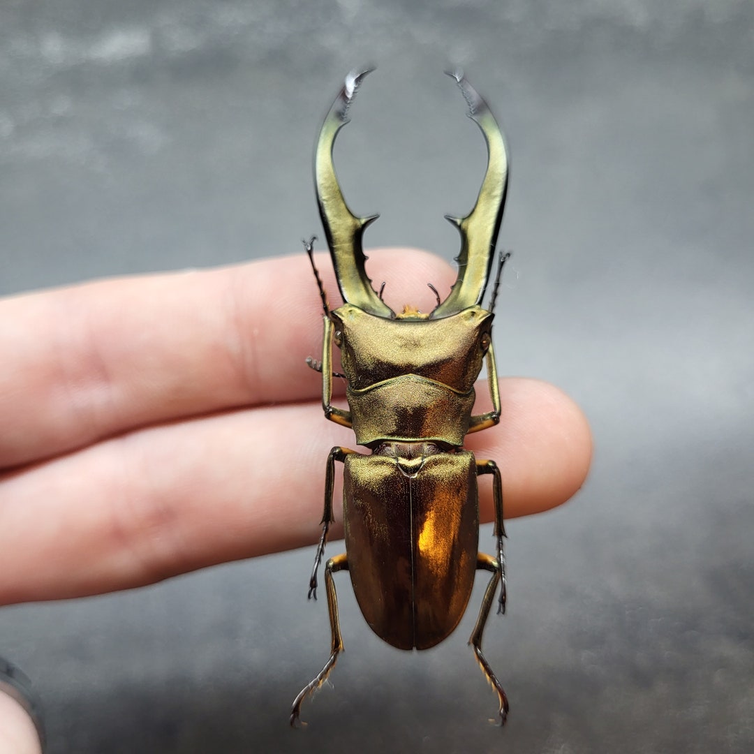 50-60mm Bronze Stag Pincer Beetle Real Insect Bug Taxidermy Craft-ready ...