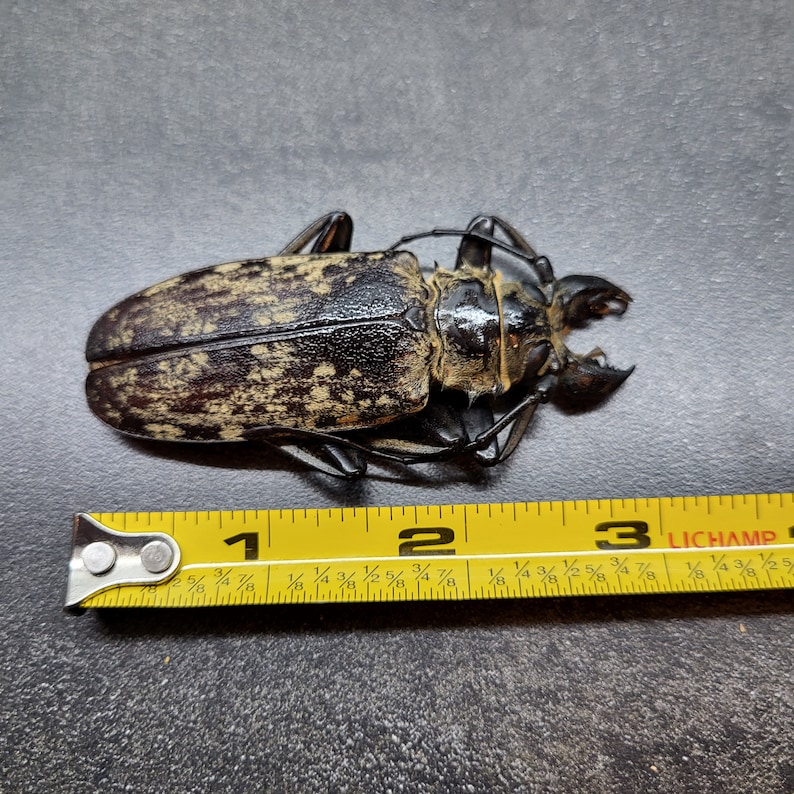 RARE: Giant African Longhorn Beetle Big Real Huge Insect Bug - Etsy