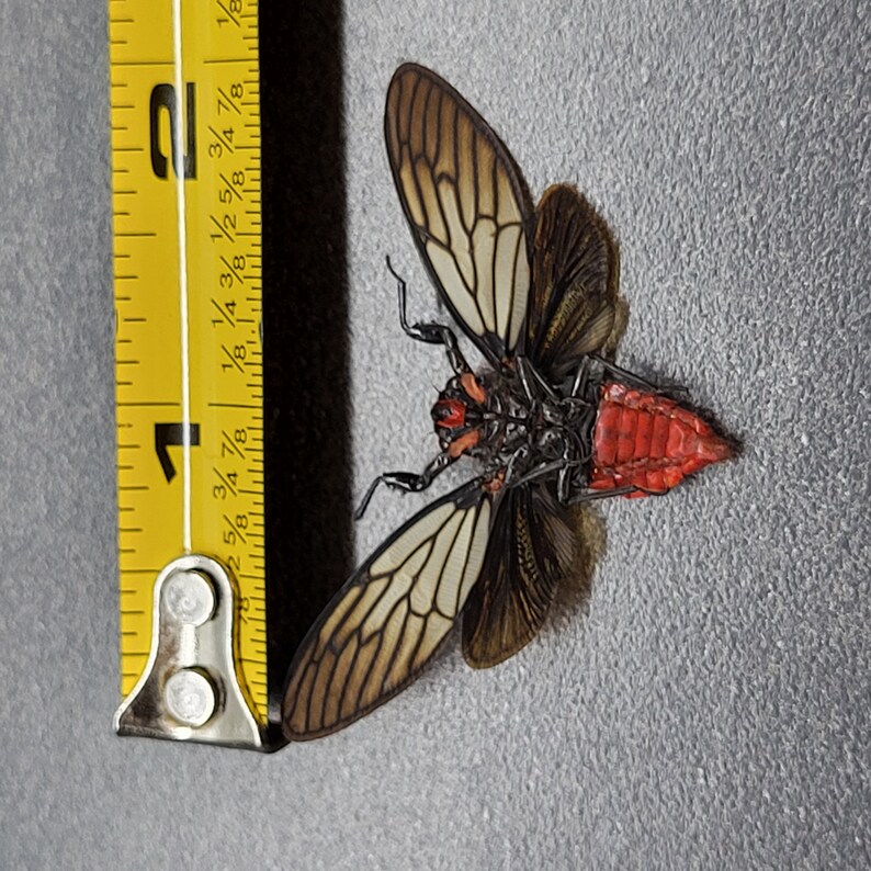 Small Red Devil Cicada Spread Small Real Insect Bug Taxidermy Craft ...