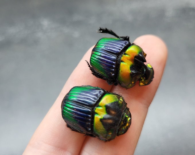 RARE Phanaeus Imperator Metallic Rainbow Dung Scarab Beetle Pair (male ...