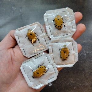Rare: (1) Orange Spotted Flower Beetle Black Orange Spots Real Insect ...