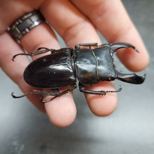 Large Titan Black Stag Beetle Big Real Insect Bug Taxidermy Craft-ready ...