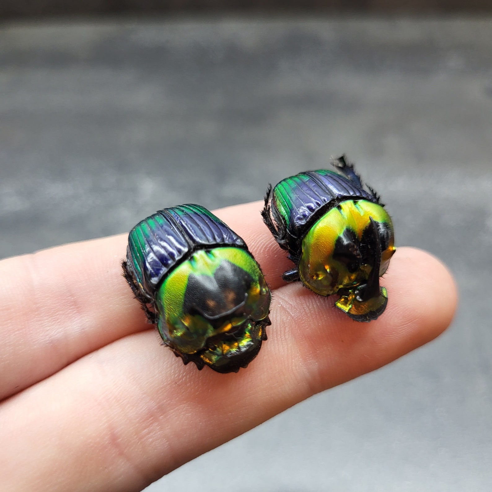 RARE Phanaeus Imperator Metallic Rainbow Dung Scarab Beetle Pair (male ...