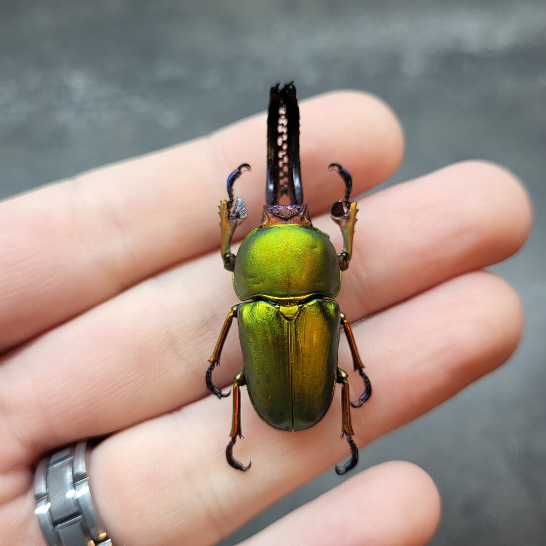 33-40mm Sawtooth Scarab Beetle Unspread Papered Real Insect Bug ...