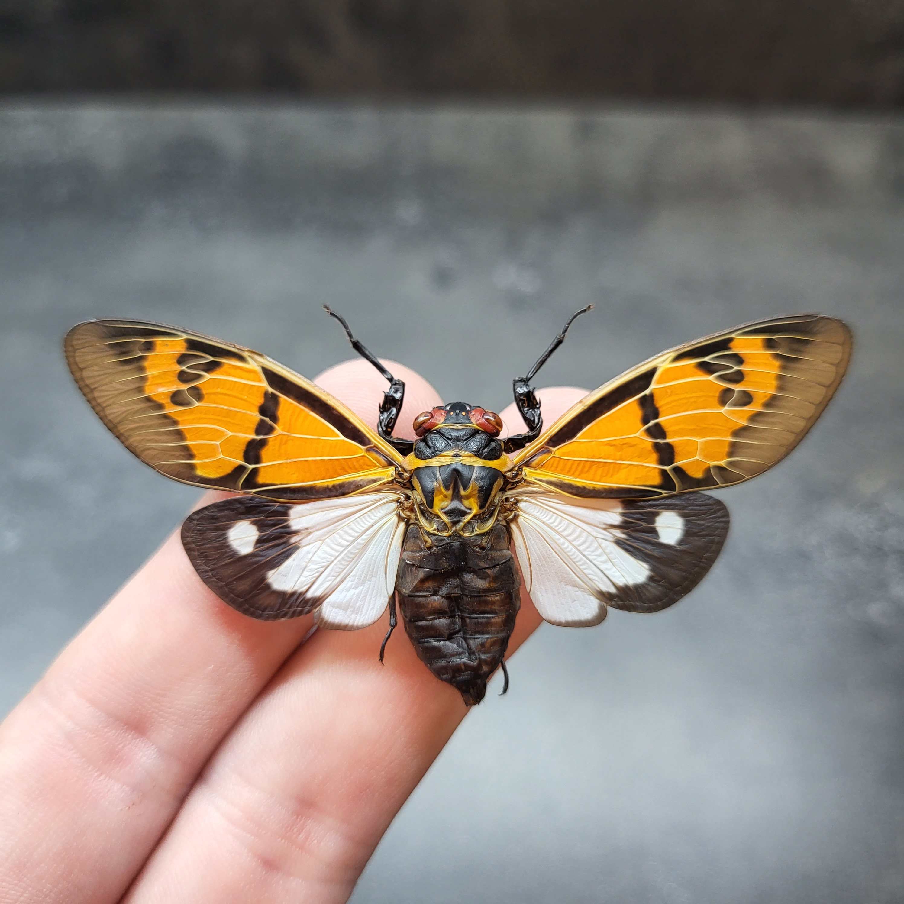 Beautiful Butterfly Cicada Spread Wings Out Orange Black White Real ...
