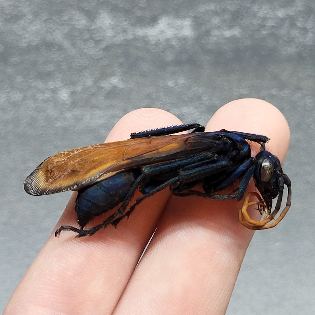 RARE (1) Tarantula Hawk Wasp Pepsis Heros Big Real Insect Bee Bug ...