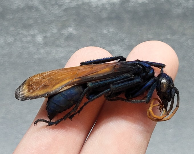 RARE 1 Tarantula Hawk Wasp Pepsis Heros Big Real Insect Bee Bug ...
