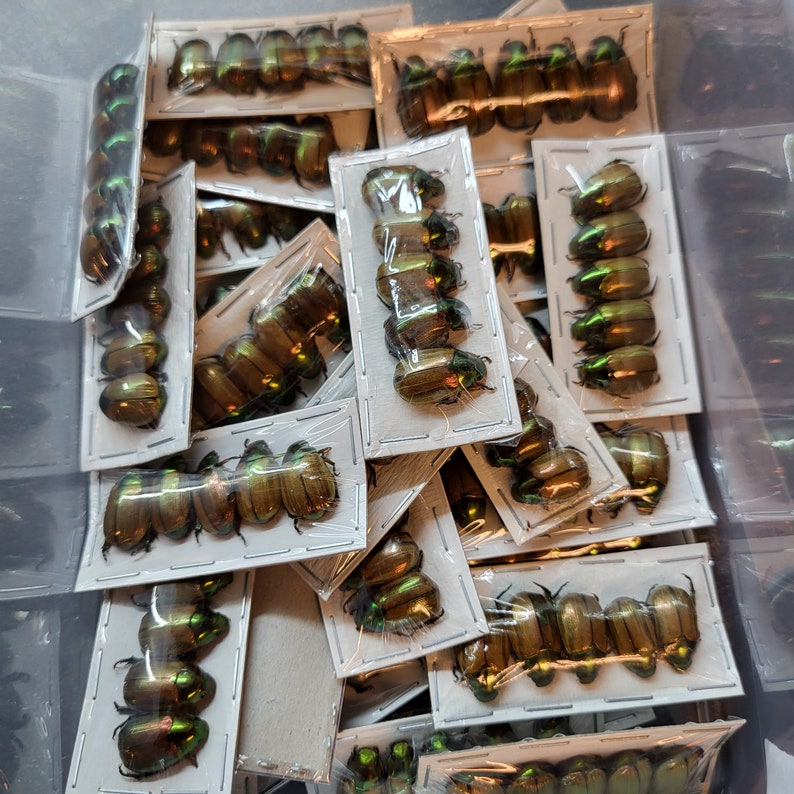 Shining Leaf Gold Chafer Beetle (5) Pack Anomala Sp Lot Real Insect Bug ...