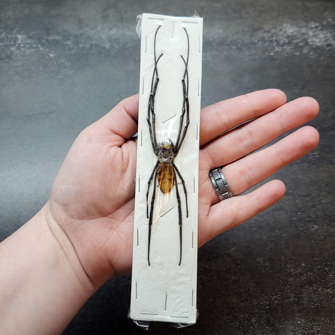 Large Brown Orb Weaver Spider Big Real Arachnid Insect Bug Taxidermy ...