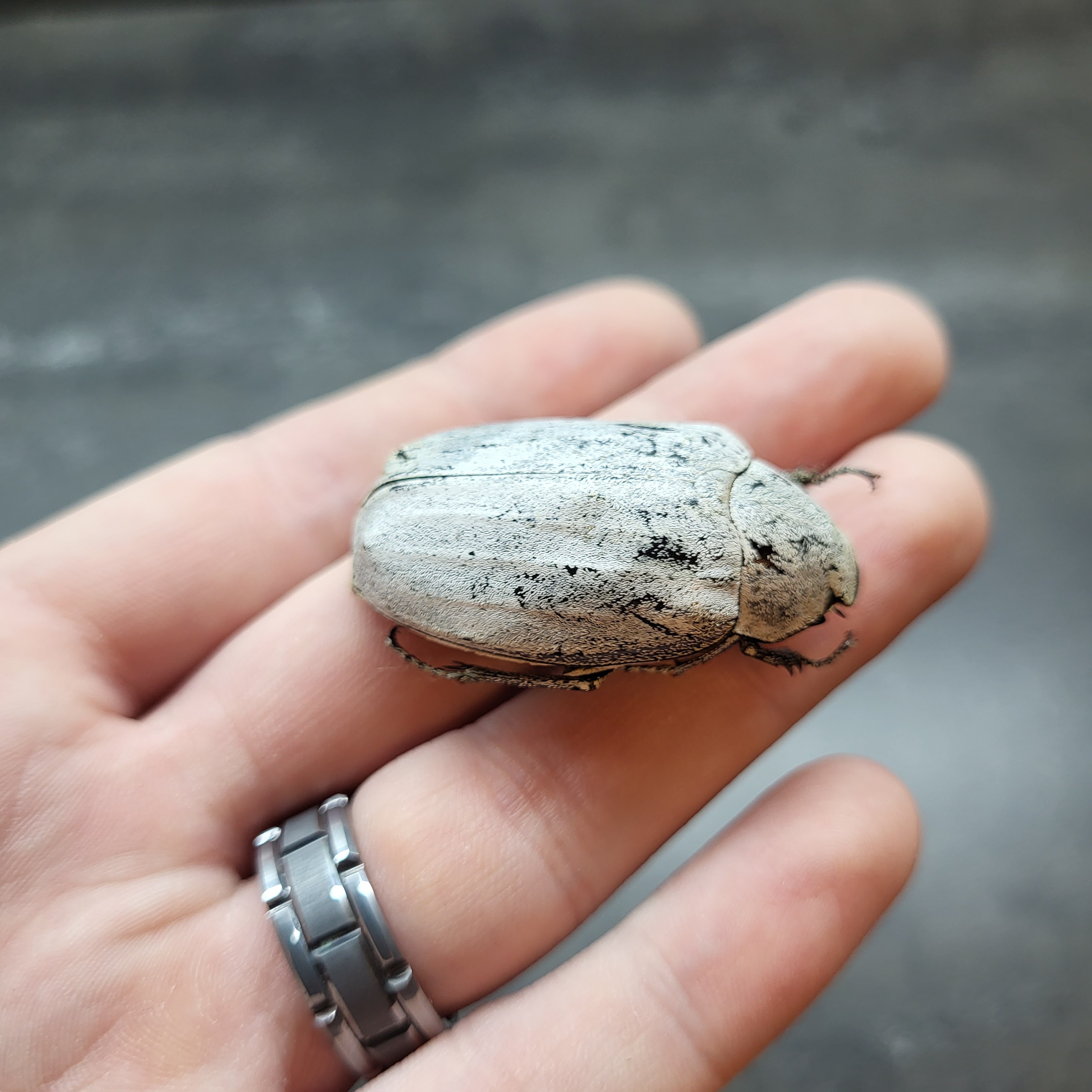 RARE: Whitewashed Scarab Beetle Big White Real Insect Bug - Etsy
