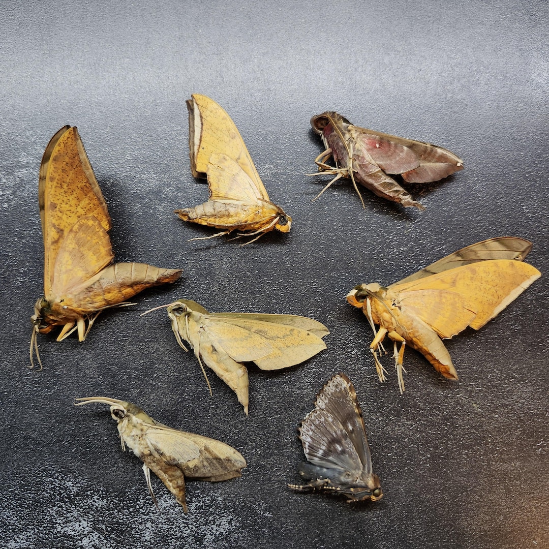Sphinx Hawk Moth (1) Dried Insect Specimen A/A- Closed Wings Unmounted ...
