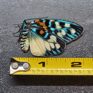 RARE Beautiful Erasmia Moth A Unspread Insect Blue Bug Taxidermy Craft ...