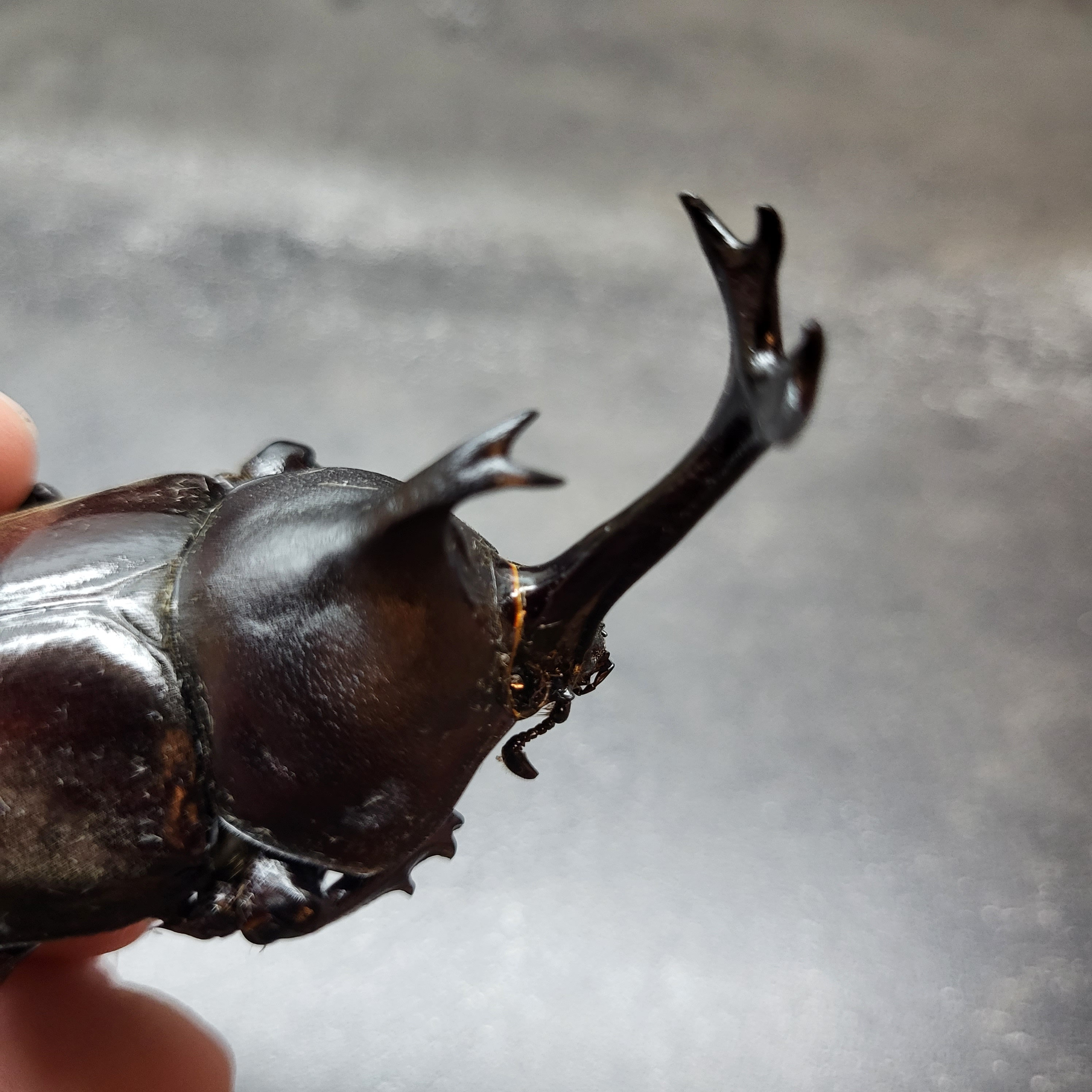 Japanese Rhinoceros Rhino Beetle 