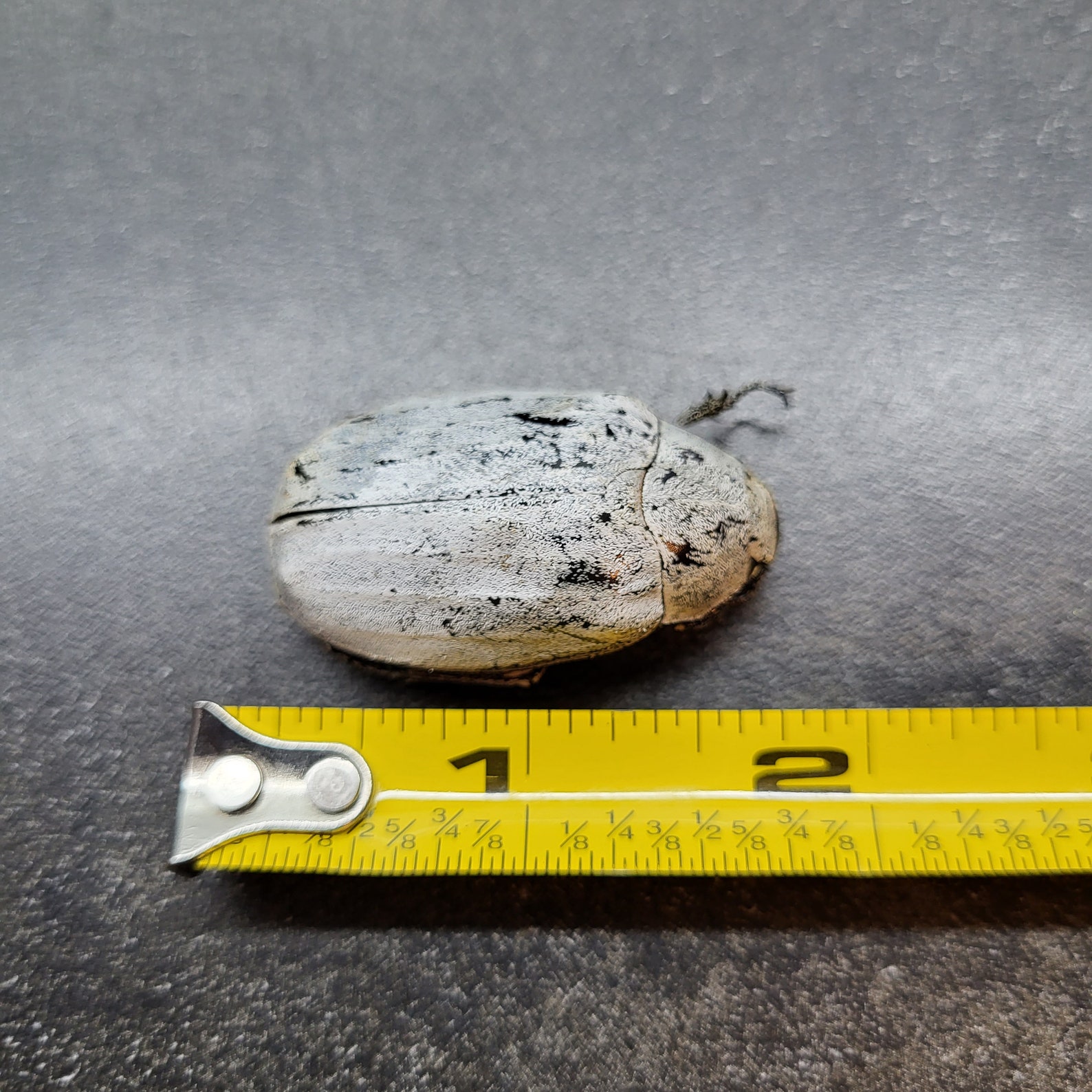 RARE: Whitewashed Scarab Beetle Big White Real Insect Bug - Etsy