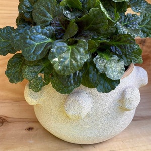 Deep Sea Knobby Planter Indoor Outdoor Succulent Garden - Etsy