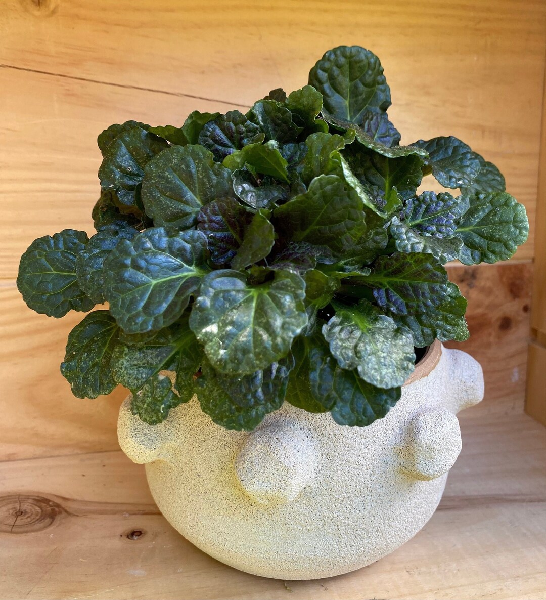 Deep Sea Knobby Planter Indoor Outdoor Succulent Garden - Etsy