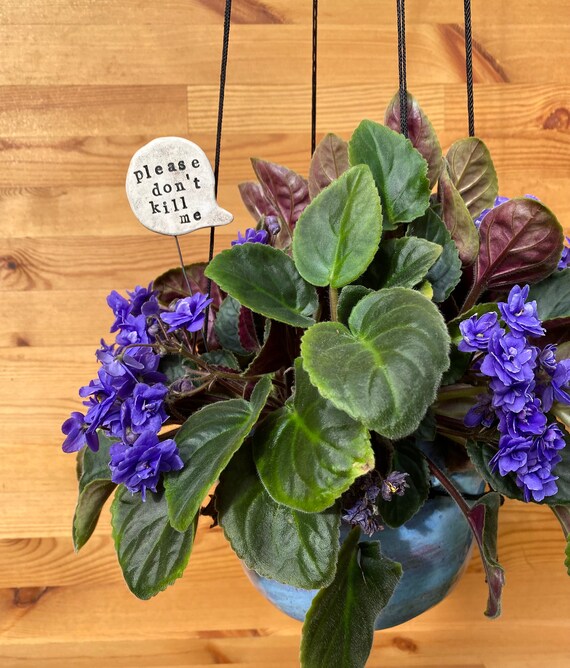 Deep Sea Knobby Planter ~ Indoor Outdoor Succulent Garden ~ Handmade ...