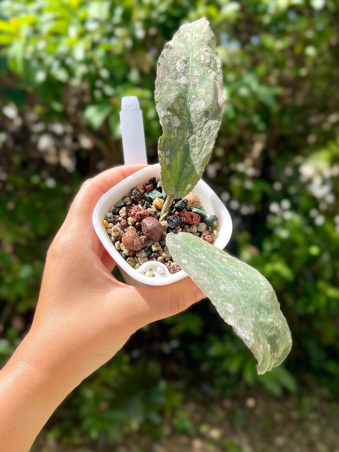 Hoya Undulata Exact Plant - Etsy