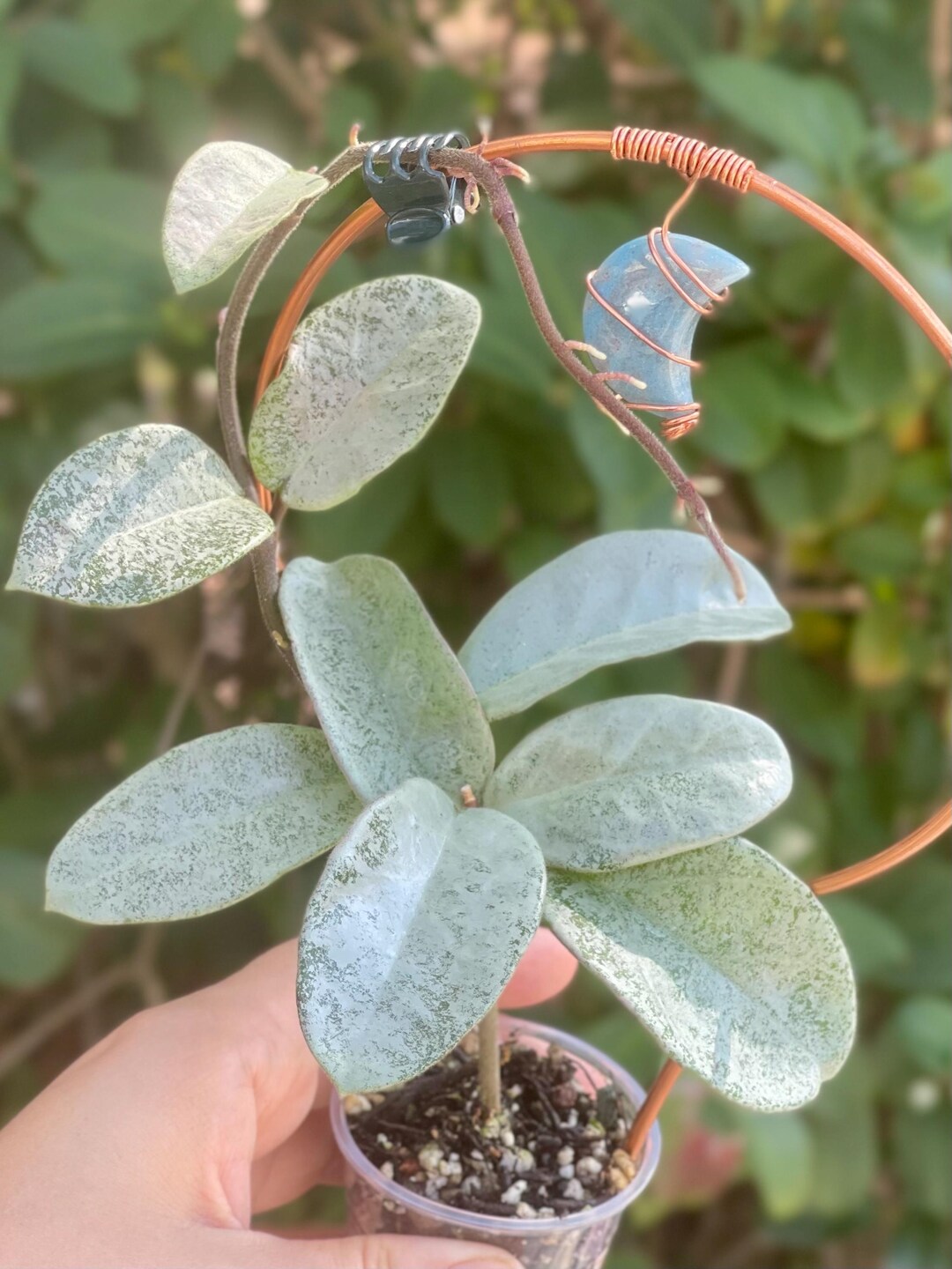 Hoya Nova Ghost (reverted Argéntea Princess)-rooted -exact Plant ...