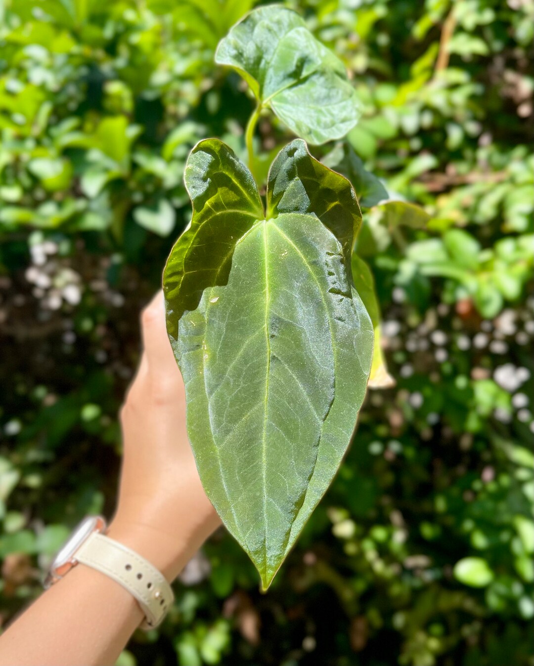 Anthurium Ravens Heart papillilaminum X Ace of Spades Dark Form - Etsy