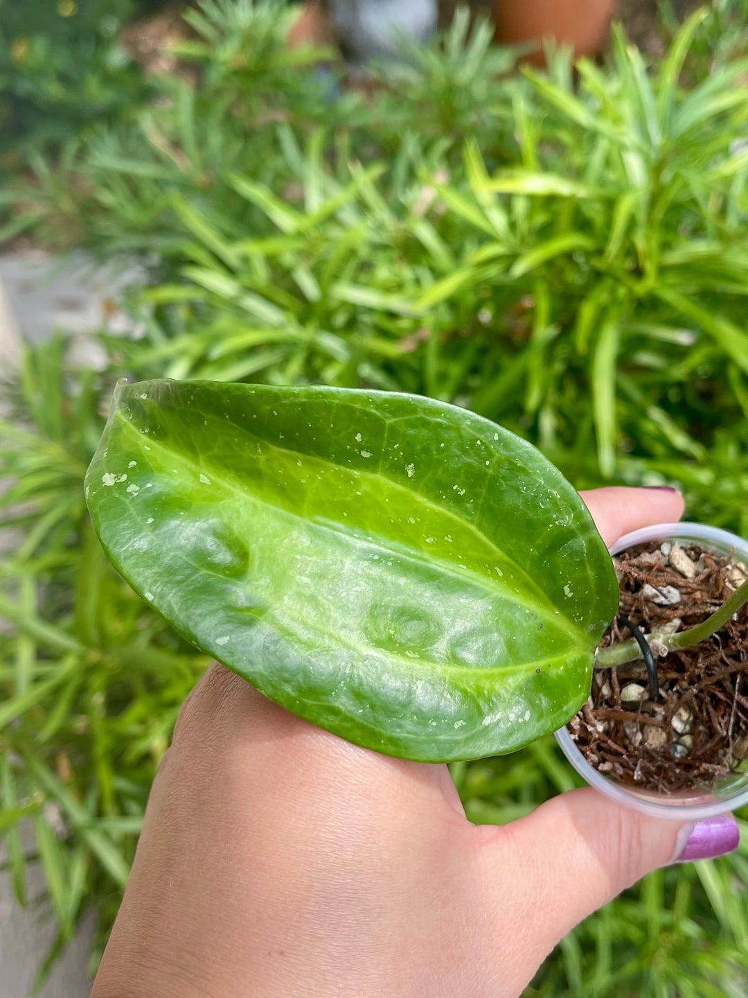 Hoya Latifolia (macrophylla) Bai Bau Rooted Actively Growing- Exact ...