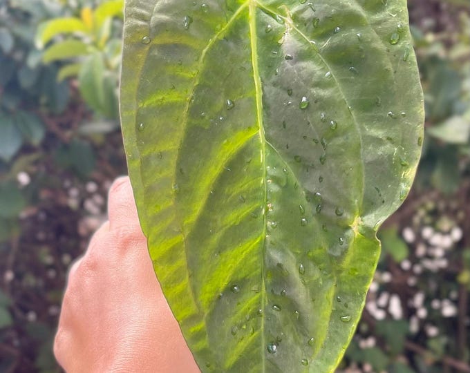 Anthurium Kartel Daun Pap X Top Cut Exact Plant - Etsy
