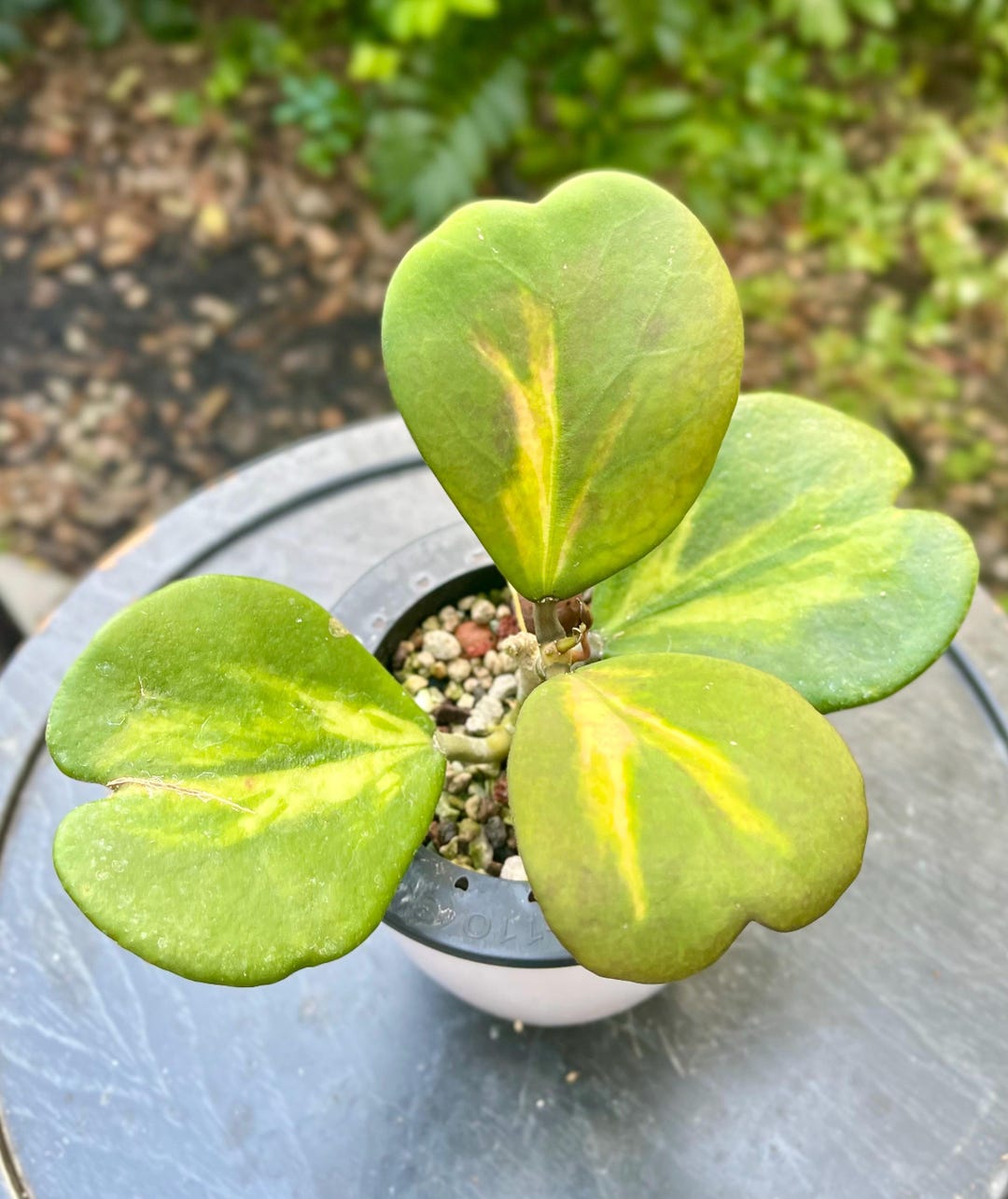 Hoya Kerrii Inner Variegated Reverse Variegated Sweetheart Hoya - Etsy
