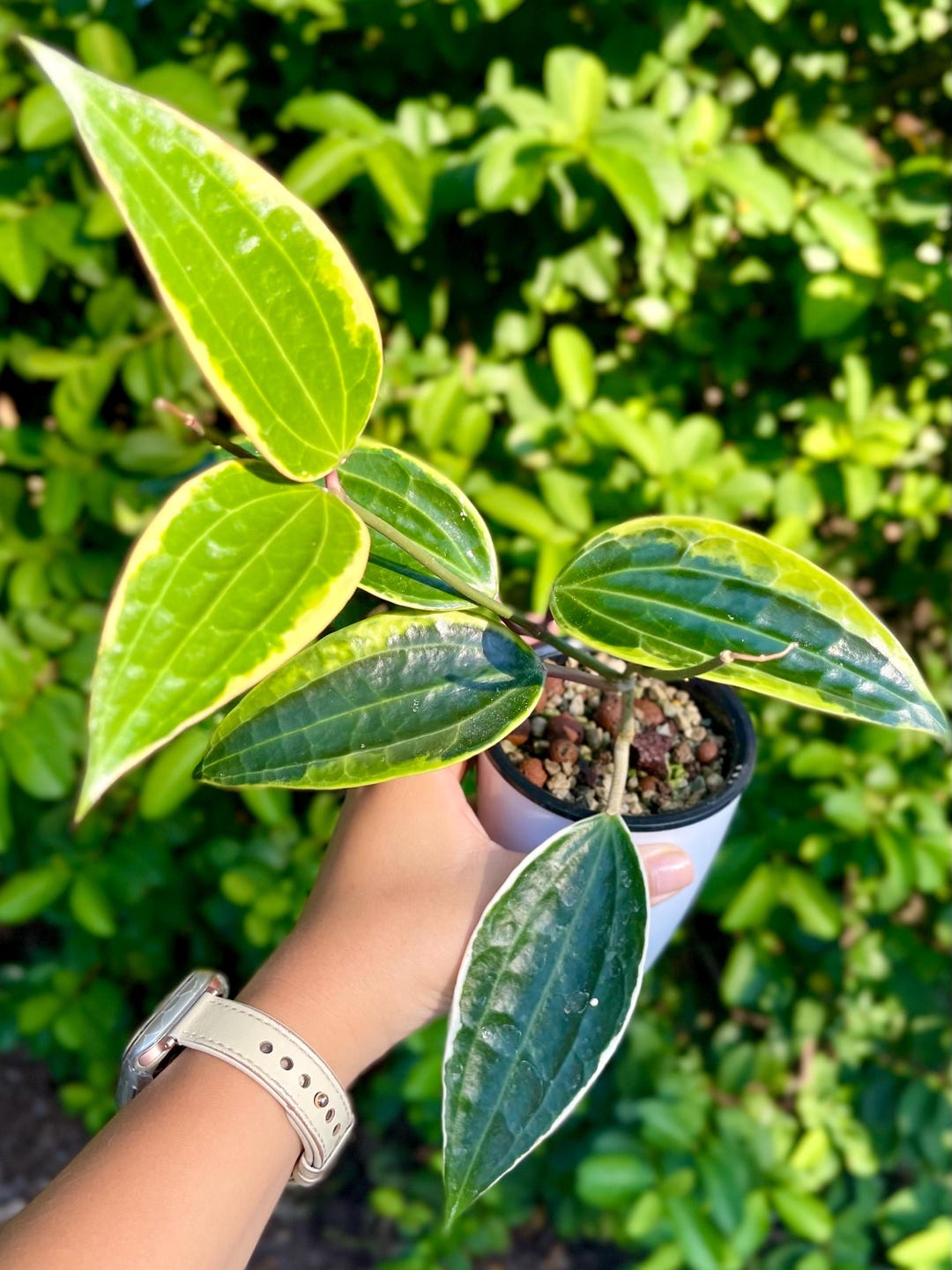 Hoya Latifolia (macrophylla) Variegated Small Hanging Hoya Tropical ...