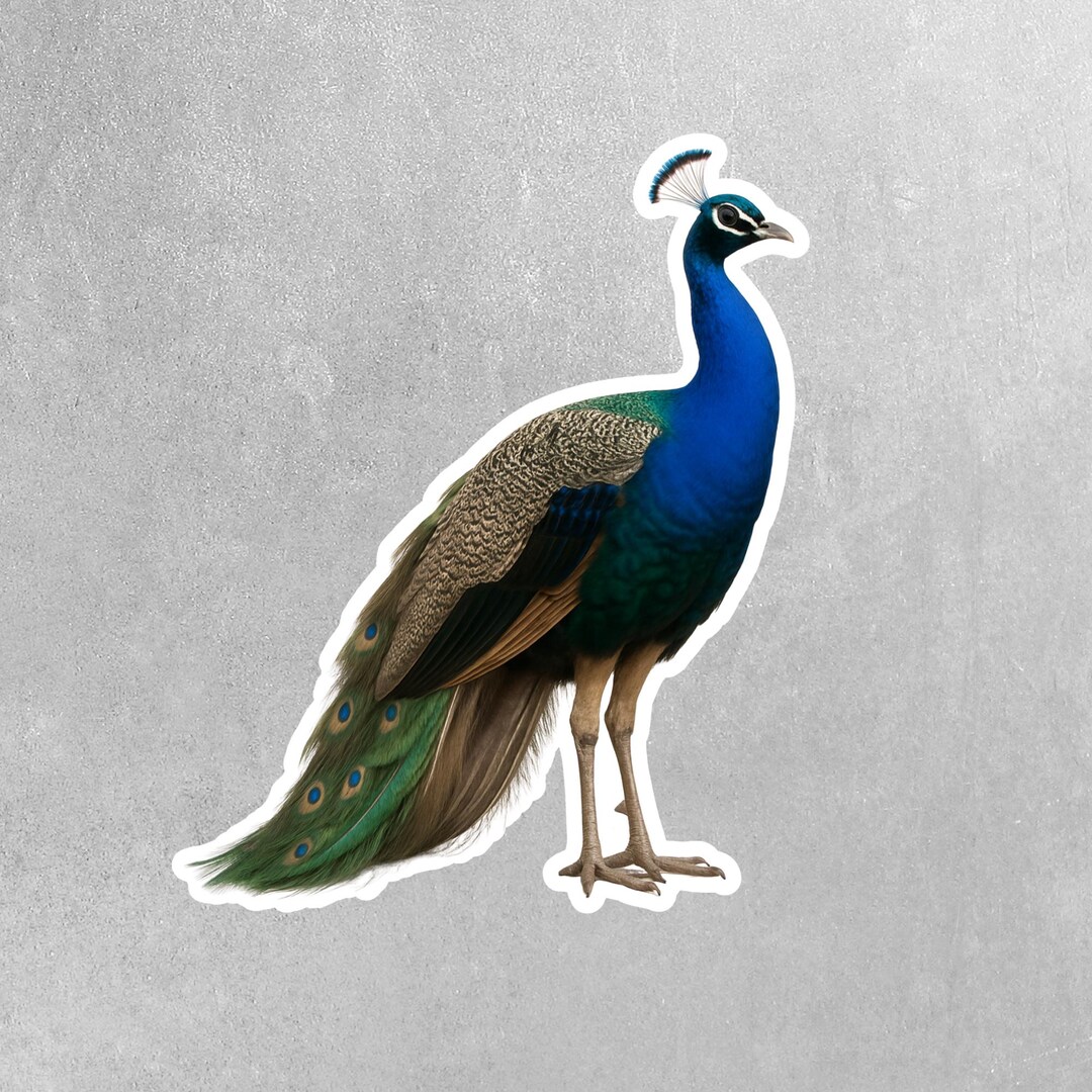 Peacock Sticker - Peacock Decal - Peacock Water Bottle Sticker - Etsy