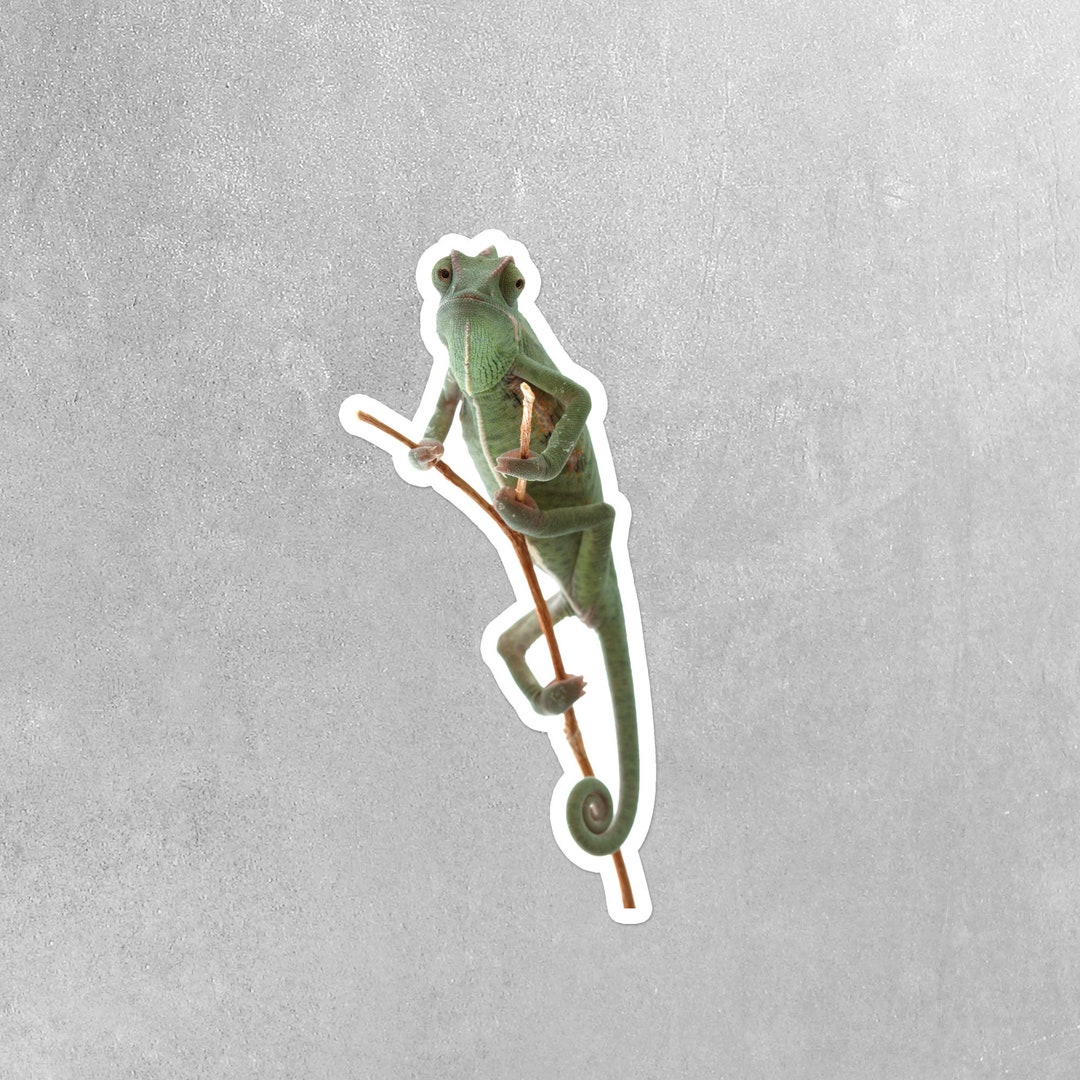 Chameleon Sticker | Lizard Sticker | Chameleon Decal | Reptile Sticker ...