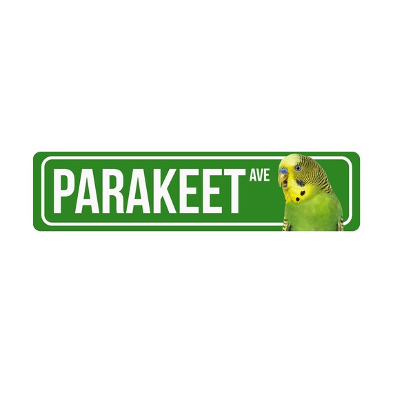 Parrocchetto Verde Bambino