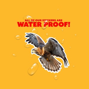 Hawk Sticker | Flying Hawk Decal for Car, Laptop & Wall | Bird of Prey ...