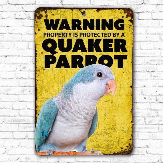 Blue Quaker Parrot