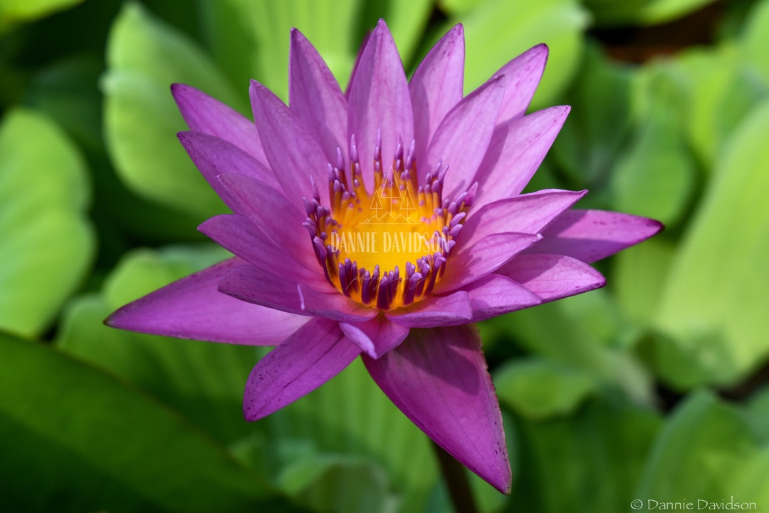 Pink Lotus Flower With Green Leaves •printable Photo •botanical Wall ...